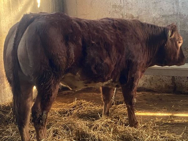 Gort Mart Thursday 23rd January for sale in Co. Galway for €123 on DoneDeal