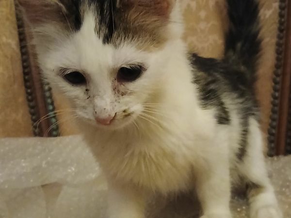 kittens 35 All Sections Ads For Sale in Dublin DoneDeal