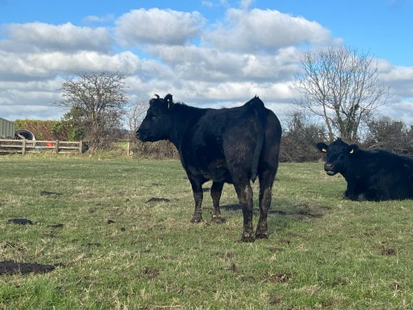Ped AA cow with 5 Star Carbery Valiant Hero Calf for sale in Co. Cork ...