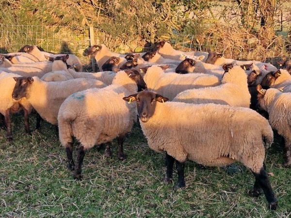 Dispersal Sale of 50 in lamb suffolk x ewe flock for sale in Co ...