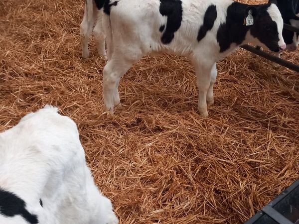 Fr bull calves for sale for sale in Co. Cork for €100 on DoneDeal