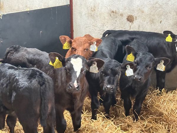 6 ABERDEEN ANGUS BULL CALVES for sale in Co. Tipperary for €330 on DoneDeal