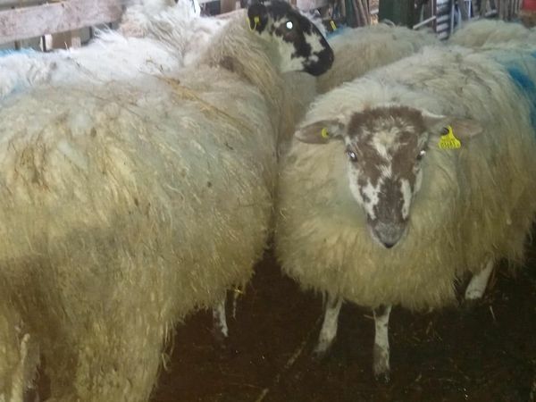Organic Mule Hoggets for sale in Co. Tipperary for €0 on DoneDeal