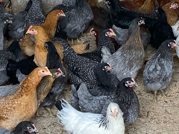 Coloured pullets- Isa brown - and bantams for sale for sale in Co ...