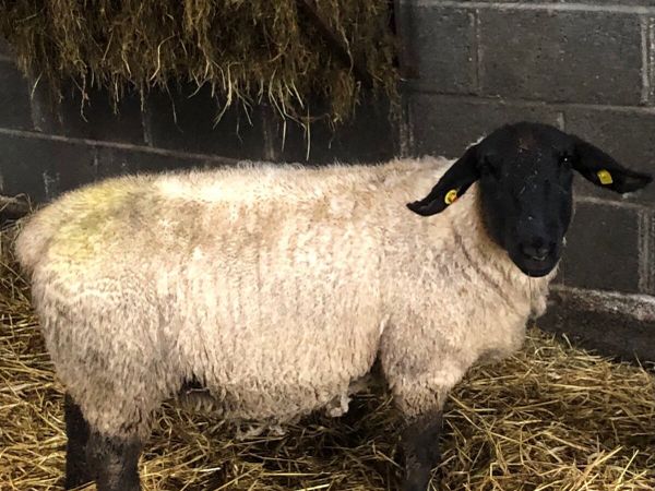 PB Suffolk for sale in Co. Mayo for €0 on DoneDeal