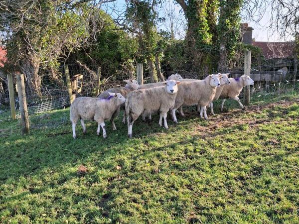 Ewe lambs for sale in Co. Mayo for €185 on DoneDeal