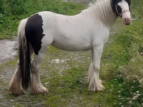 Kids pony for sale in Co. Tyrone for £1,000 on DoneDeal