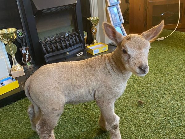 PEDIGREE CHAROLLAIS PET FOSTER RAM LAMB for sale in Co. Mayo for €1 on DoneDeal