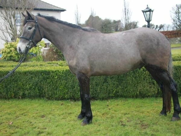 Equine Ads For Sale in Ireland | DoneDeal