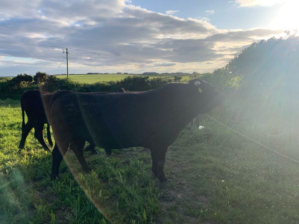Dexter Stock Bull for sale in Co. Waterford for €1,500 on DoneDeal