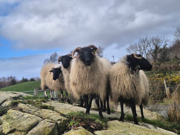 Ewes for sale in Co. Mayo for €123 on DoneDeal
