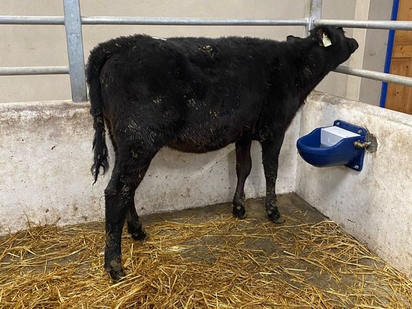 Smashing Angus heifer weanling for sale in Co. Wexford for €495 on DoneDeal