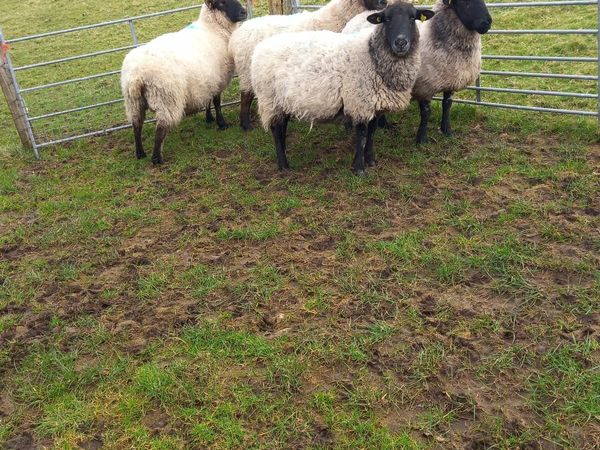 Ewes in lamb for sale in Co. Cork for €1,234 on DoneDeal