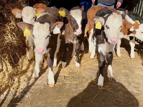 coloured Hefiers for sale in Co. Sligo for €0 on DoneDeal