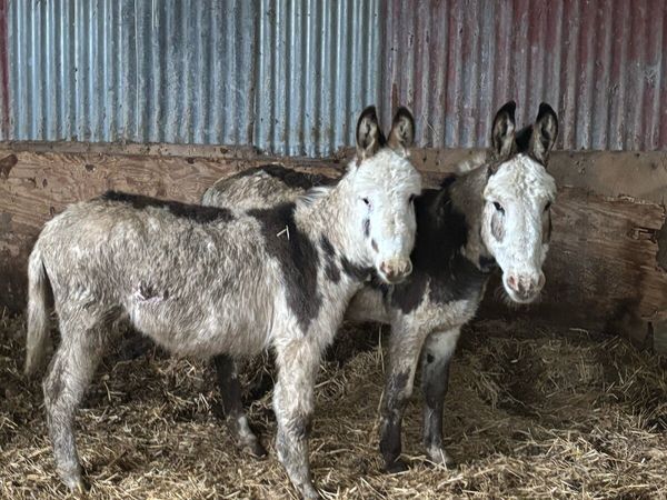 2x stunning Jack donkey’s for sale in Co. Derry for £0 on DoneDeal