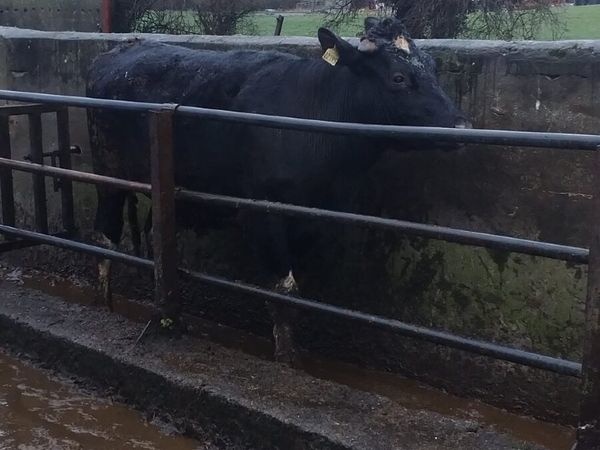 🌟🌟WANTED ALL CULL CATTLE 🌟🌟 for sale in Co. Tipperary for €2,000 on ...