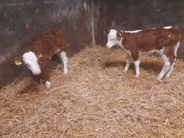 2 Super Red white head heifer calf’s for sale for sale in Co. Mayo for ...