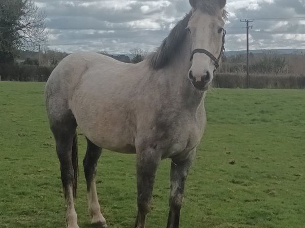 Horses Ads For Sale in Ireland | DoneDeal