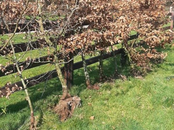 Copper Beech Trees for sale in Co. Cavan for €25 on DoneDeal