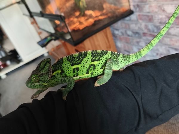 Female veiled chameleon for sale in Co. Cork for €150 on DoneDeal