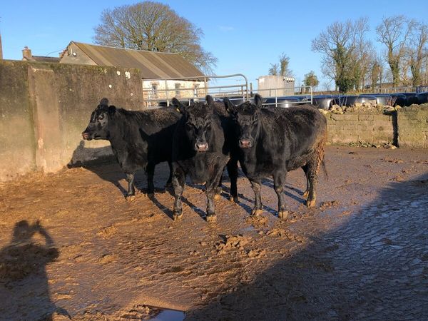 Pedigree Aberdeen Angus heifers for sale in Co. Armagh for £2,500 on ...