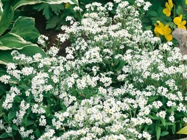 Forget-Me-Not White Seeds FREE POSTAGE for sale in Co. Dublin for €4 on ...