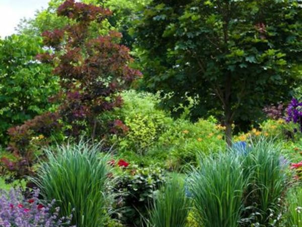 Violet Panic Grass Seeds Free Postage for sale in Co. Dublin for €5 on ...