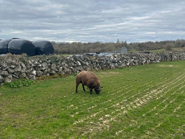 Blue Texel Ram for sale in Co. Clare for €450 on DoneDeal
