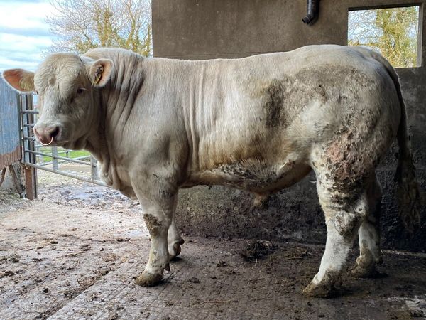 5 star PBR Charolais bull for sale for sale in Co. Sligo for €0 on DoneDeal