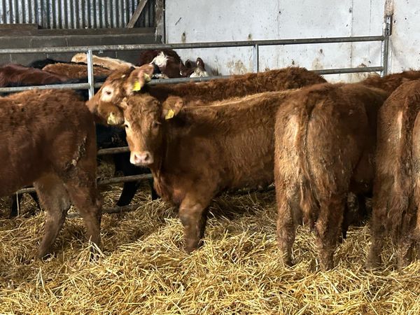 12 red limousine heifers for sale in Co. Galway for €1,050 on DoneDeal
