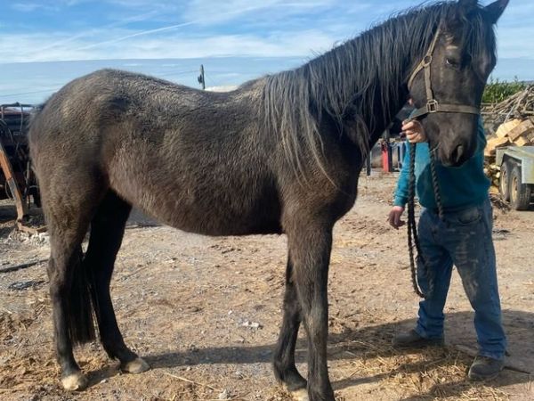4yr.old Filly for sale in Co. Cork for €0 on DoneDeal