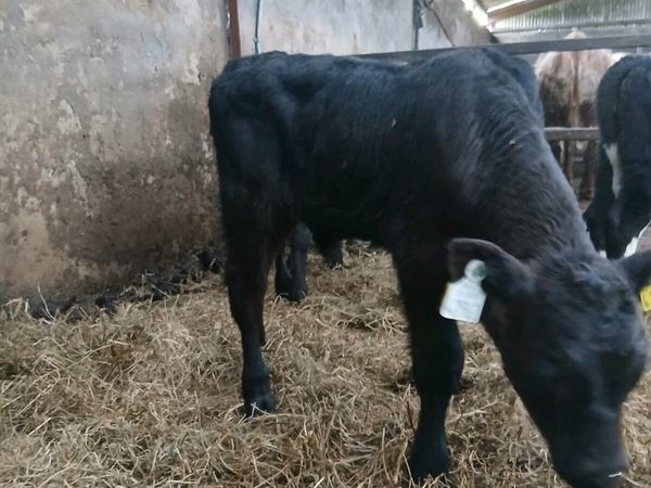 Proper square Angus bulls for sale in Co. Fermanagh for £123 on DoneDeal
