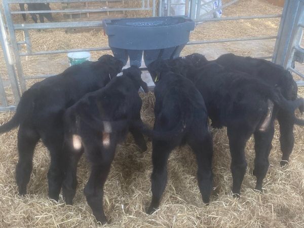 AA bull calves for sale in Co. Cork for €290 on DoneDeal