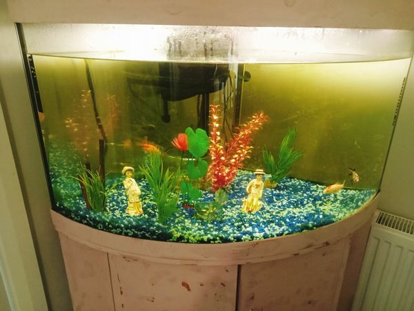 Giant Fish Tank for sale in Co. Westmeath for €120 on DoneDeal