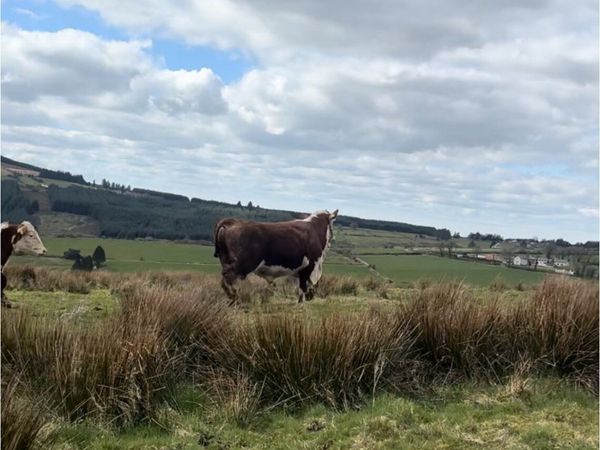 Bulls for sale in Co. Limerick for €3,500 on DoneDeal