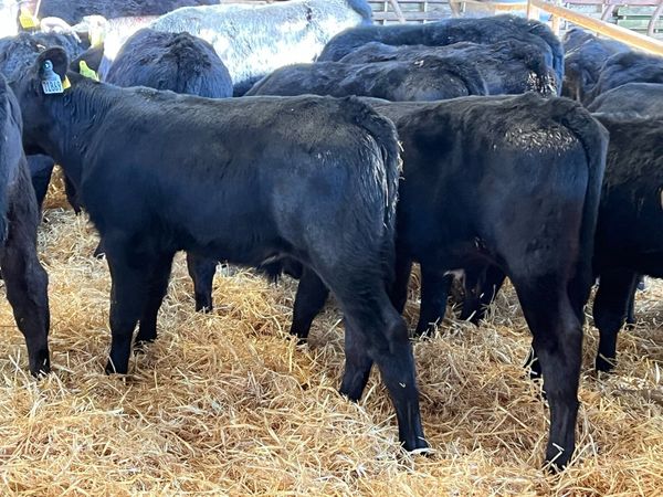 20 Aberdeen Angus Bulls for sale in Co. Monaghan for €1 on DoneDeal