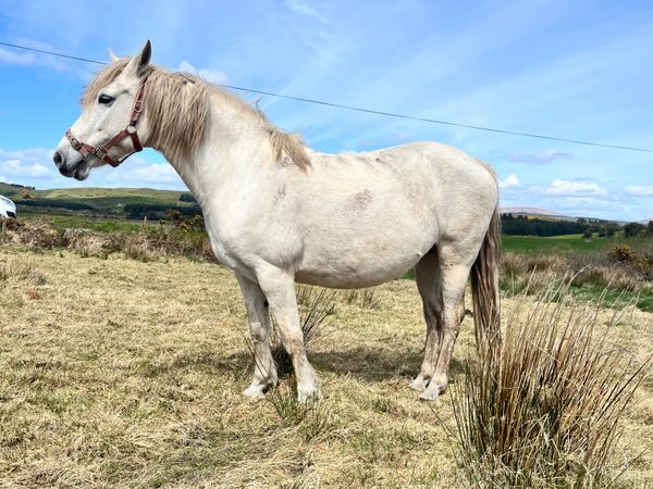 Connemara Mare for sale in Co. Cork for €123 on DoneDeal