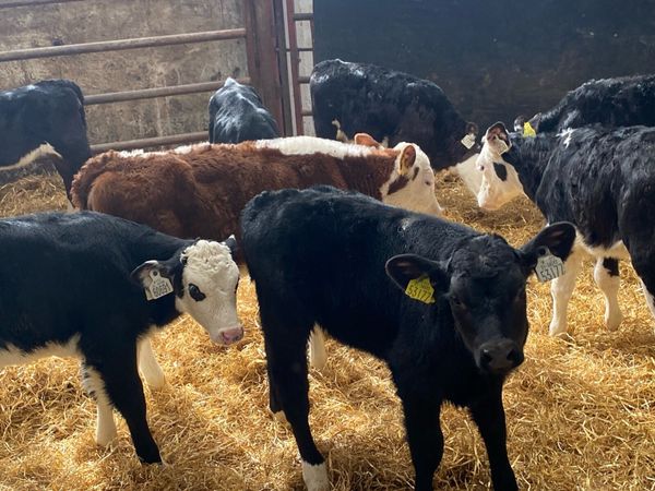 12 Powerful OAD Whitehead Heifer Calves for sale in Co. Laois for €0 on ...