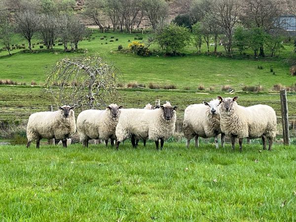Sheep Ads For Sale in Ulster | DoneDeal