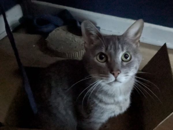Friendly cat adoption for sale in Co. Dublin for €20 on DoneDeal