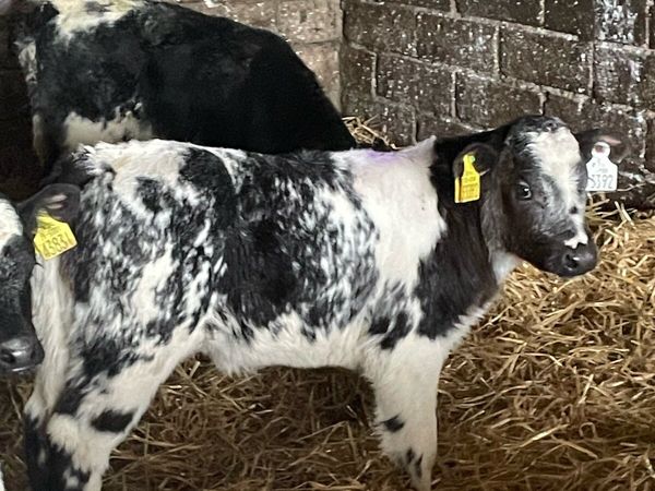 ⭐️fresh calves⭐️ for sale in Co. Donegal for €1,234 on DoneDeal