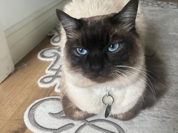Ragdoll cat for sale in Co. Dublin for €500 on DoneDeal