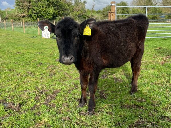 Miniature Angus heifer for sale in Co. Mayo for €150 on DoneDeal
