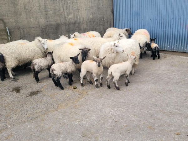 Ewes an lambs for sale in Co. Fermanagh for €4,500 on DoneDeal