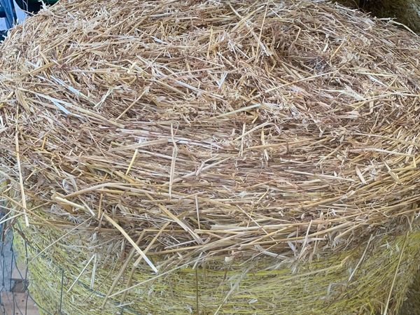 Straw for sale in Co. Kerry for €30 on DoneDeal