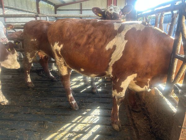 Incalf heifers for sale in Co. Fermanagh for €1,234 on DoneDeal