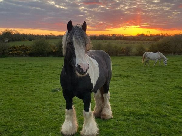 Irish cob stallion at stud for sale in Co. Galway for €150 on DoneDeal