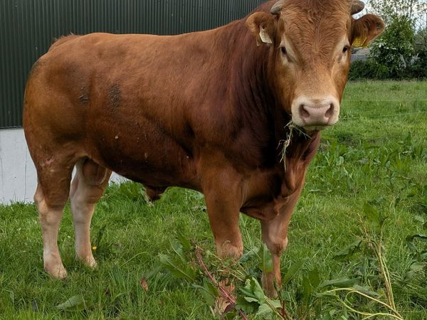 5 star Pbr limousin bull for sale for sale in Co. Tipperary for €4,000 ...
