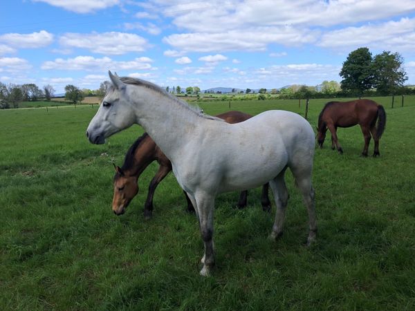 Connemara ponies for sale in Co. Cork for €1,234 on DoneDeal