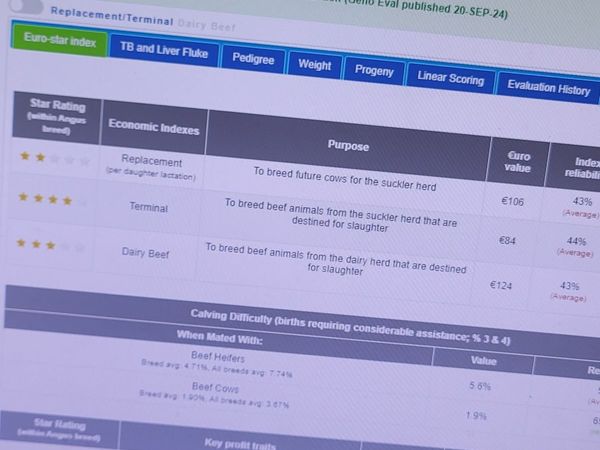 AA BULL for sale in Co. Cork for €0 on DoneDeal